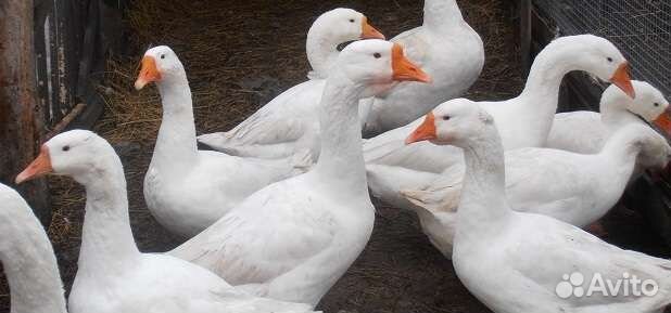 Ищу чистокровных линдовских гусят