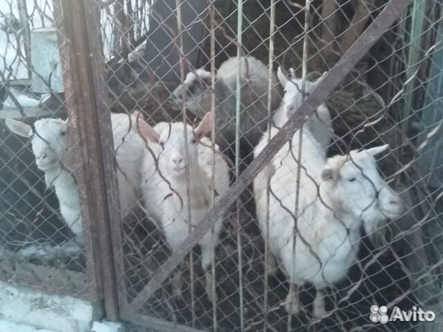 Козы и козлята