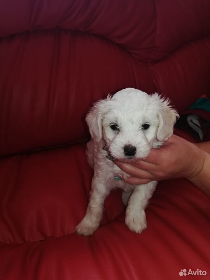 Китайская хохлатая