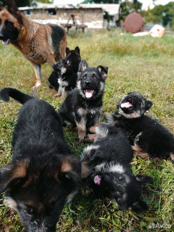 Шинки немецкой овчарки