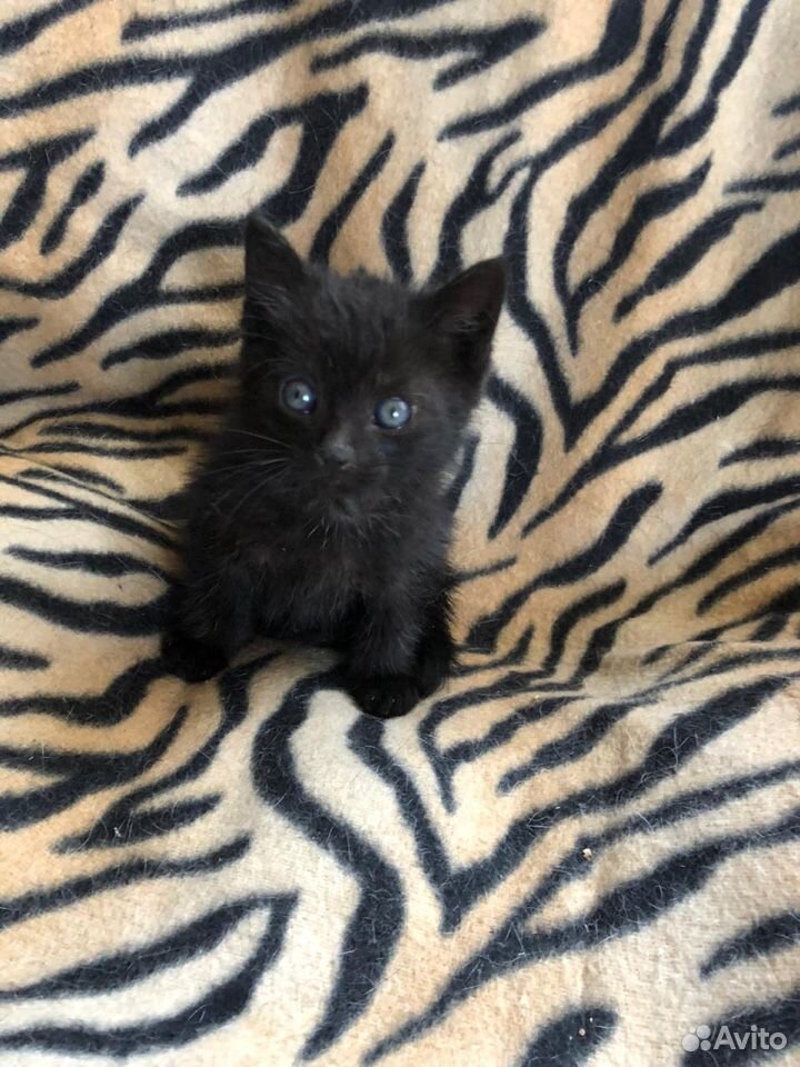 Котенок -чертенок )