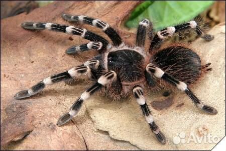 Паук-птицеед Аcanthoscurria geniculata самка