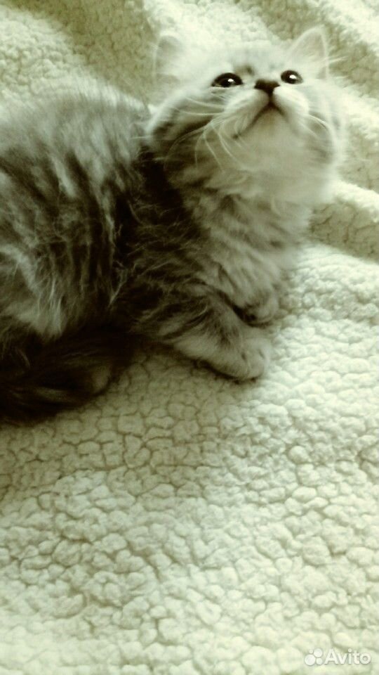 Британская