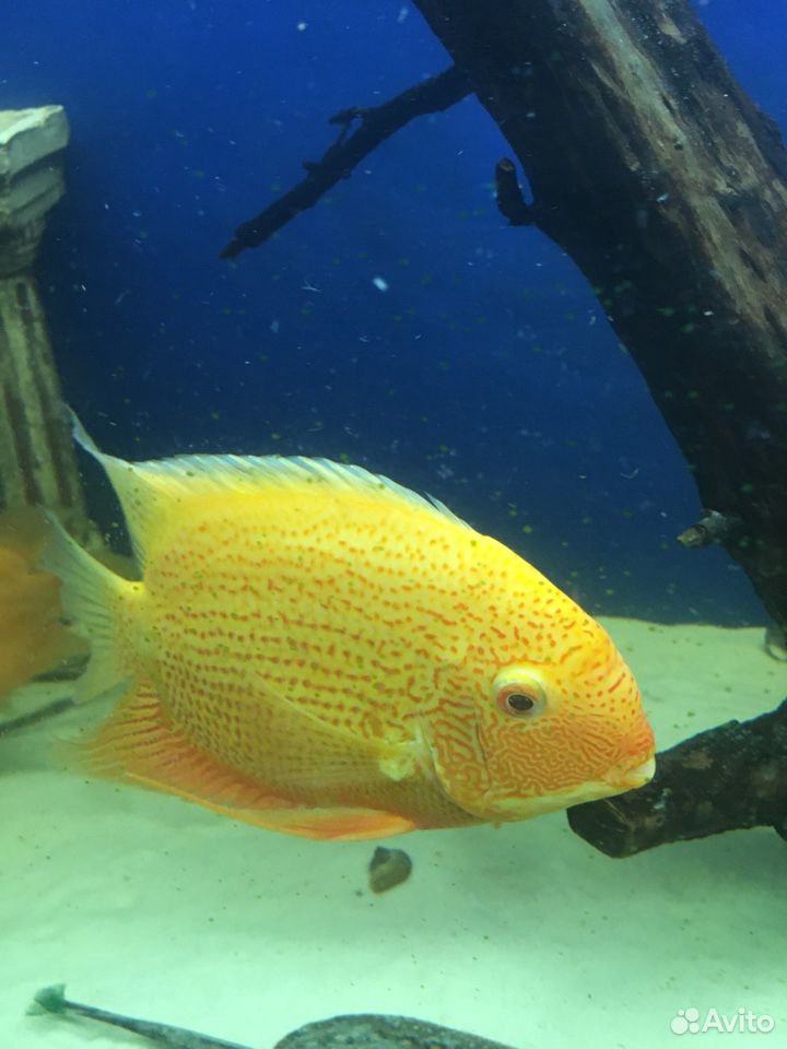 Продам или обменяю северума