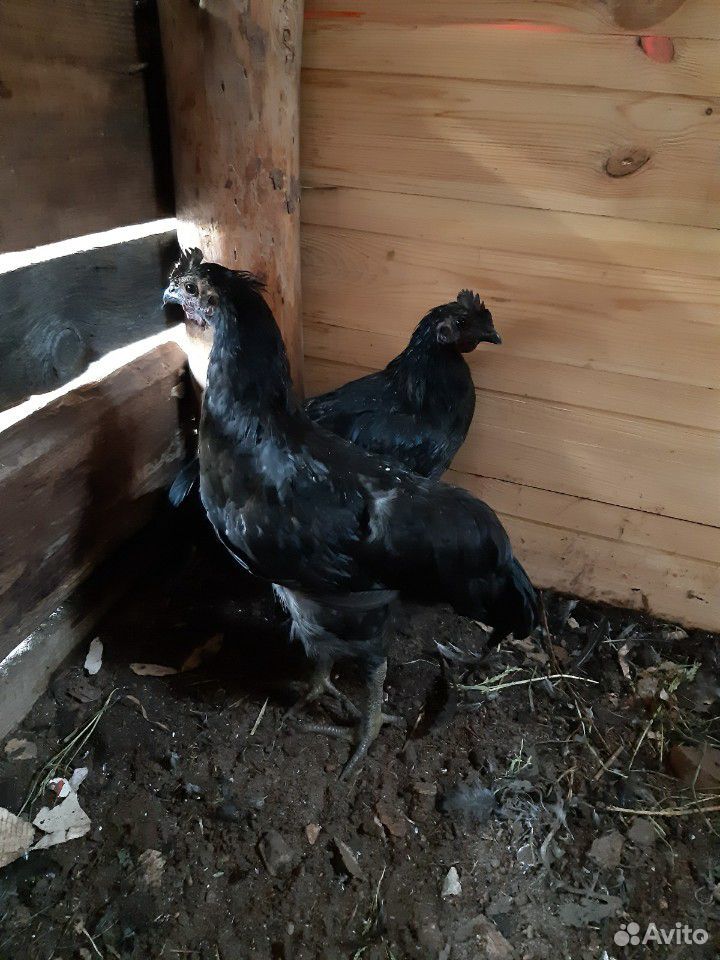 Петухи Ухейлюй