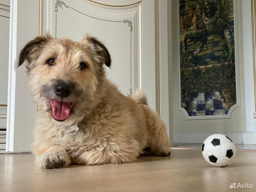 Коротколапик Филя ищет семью