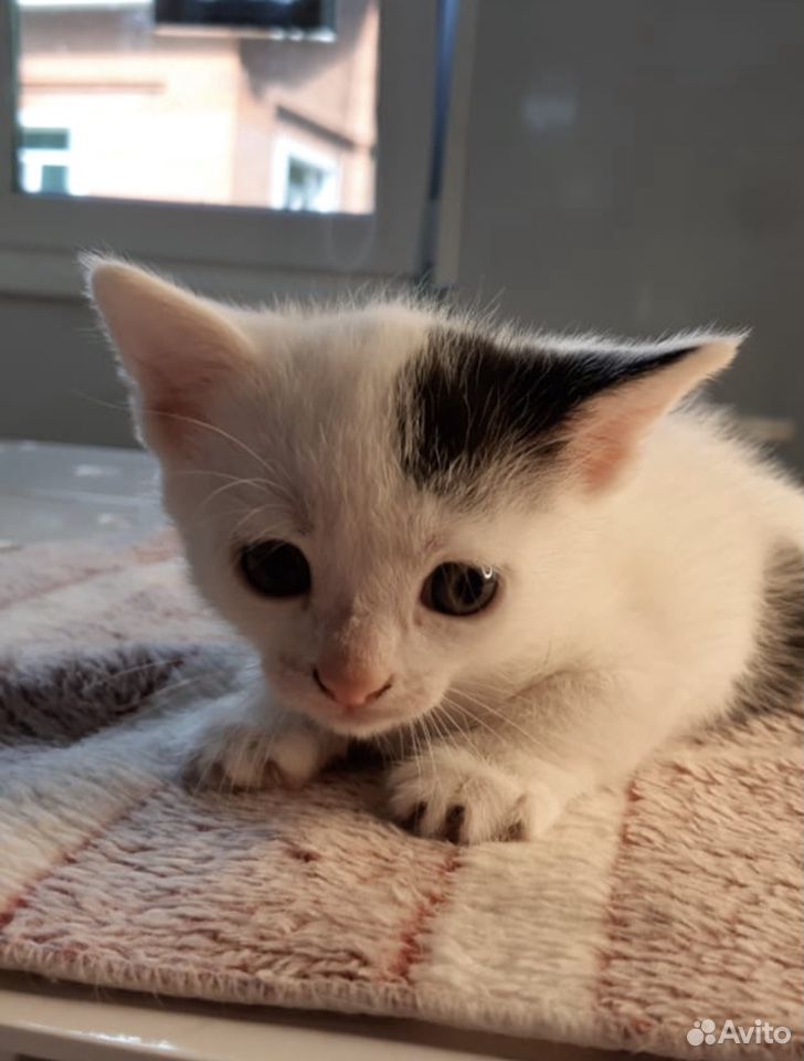 Котята крохотульки 1 месяц в добрые руки