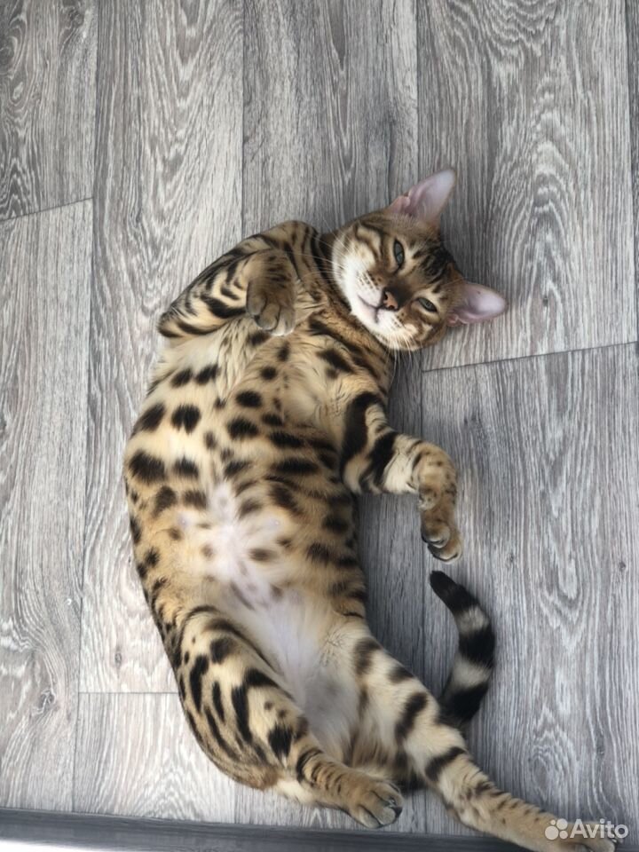 Продажа Бенгала