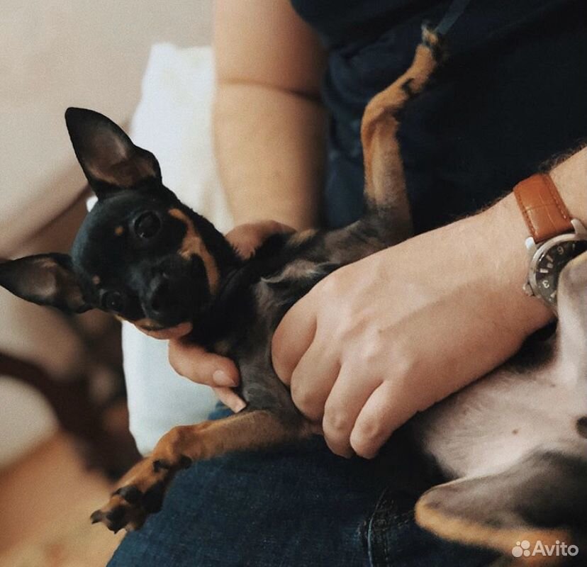 Той-терьер мини