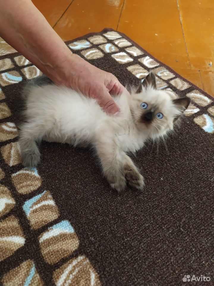 Котёнок сиамского окраса