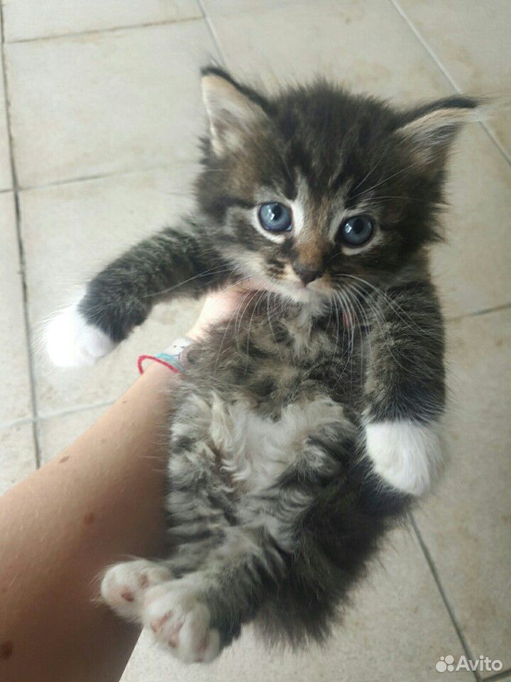 Котенок. Выборг, Спб