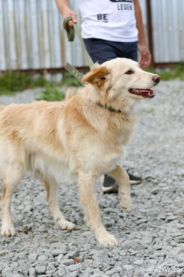 Мальчик красавчик в добрые руки