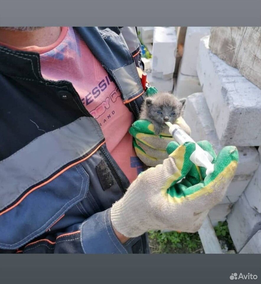 Котята в добрые руки