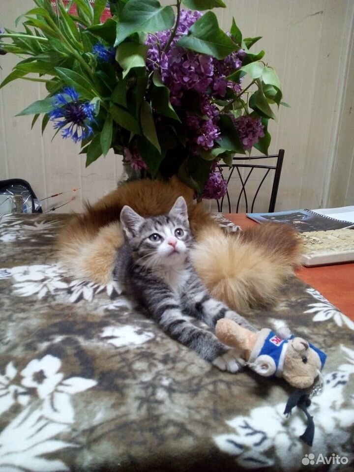 Котёнок Барсик в дар