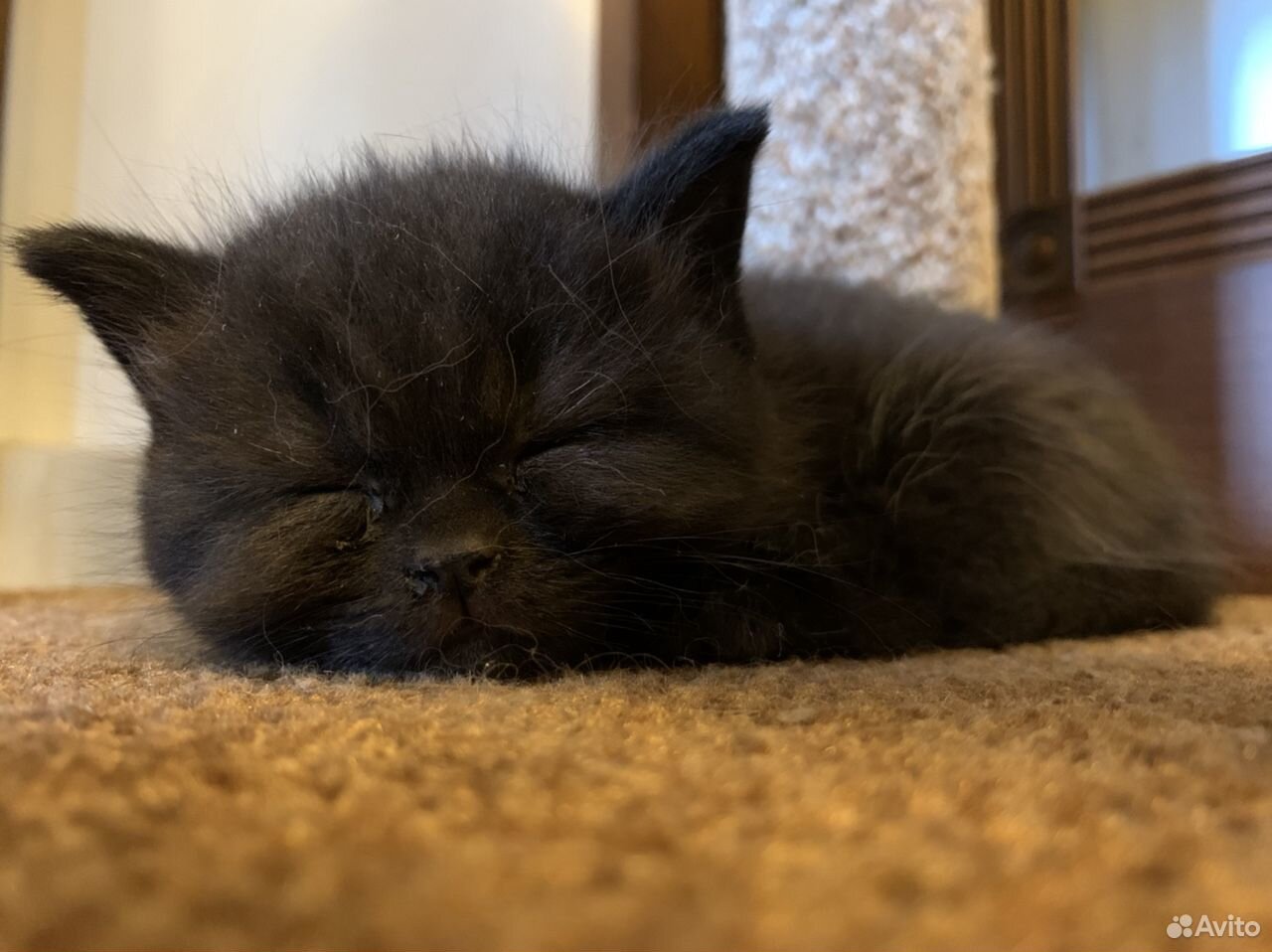 Медвежата-котята