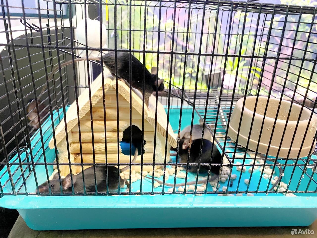 Сатиновые мыши + клетка