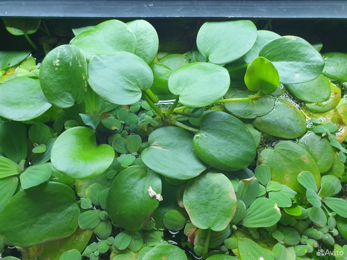 Лимнобиум, Пистия, Папоротник