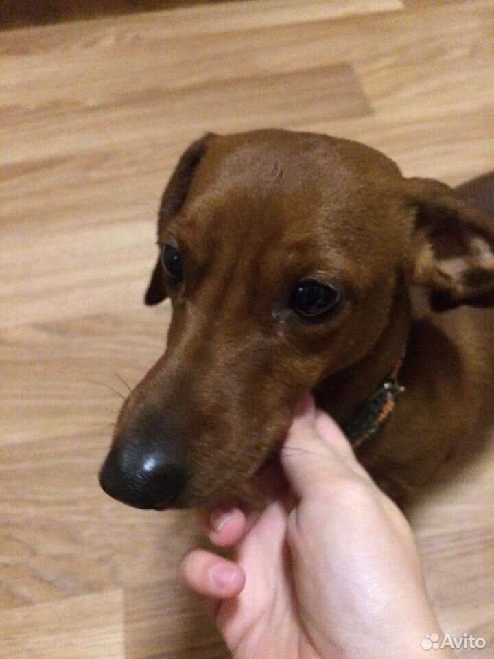 Джентельмен ищет подружку