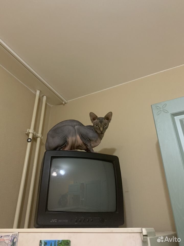 Сфинкс в добрые руки