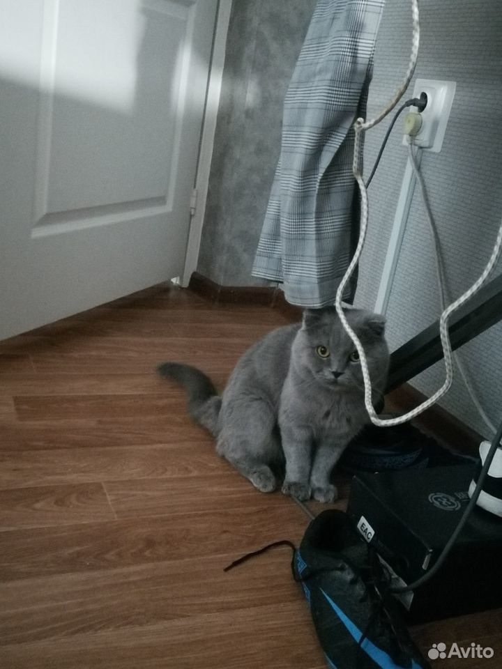 Вязка с шотландцем