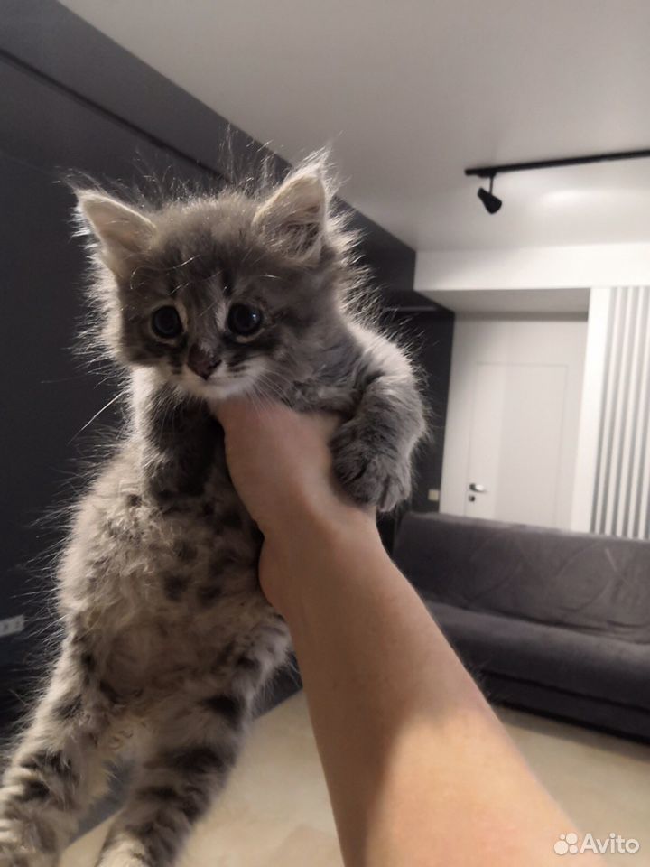 Очаровательные малышки ищут дом