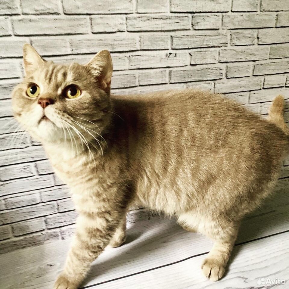 Котодети из приюта ищут своих родителей