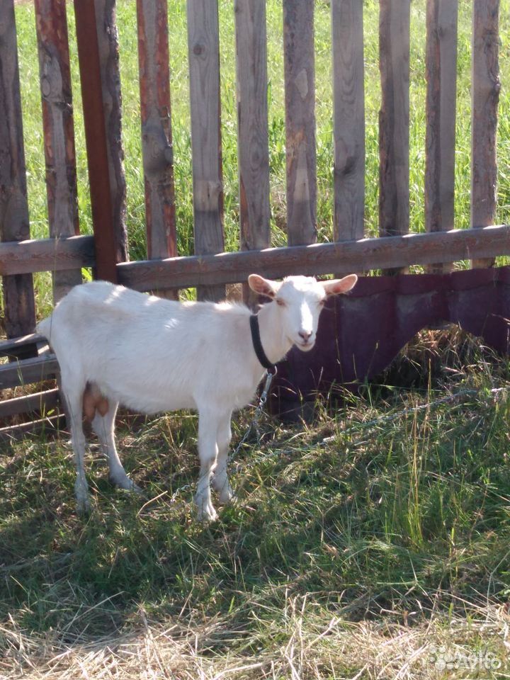 Козы и козлятки