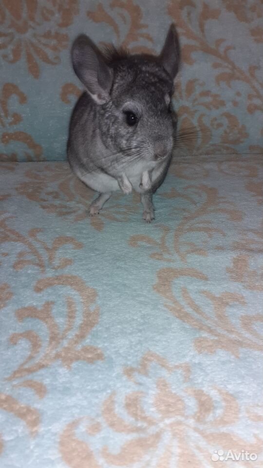 Шиншиллы 2 девочки