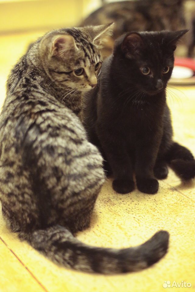 Котята девочки
