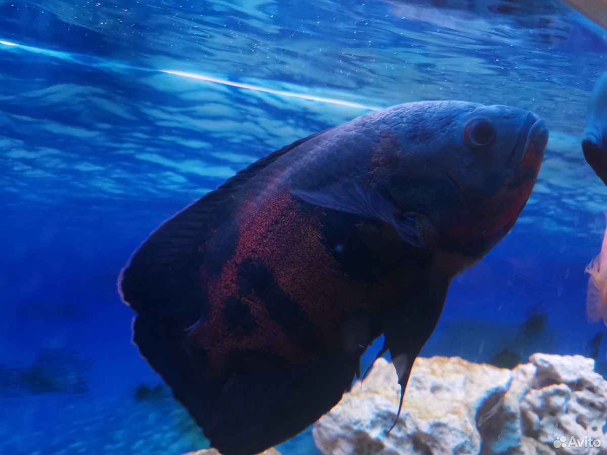 Астронотус