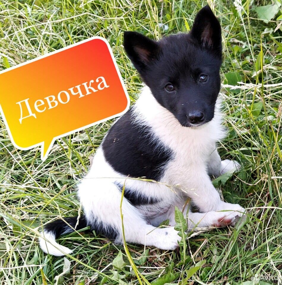 Щенок помесь хаски. Стерилизована