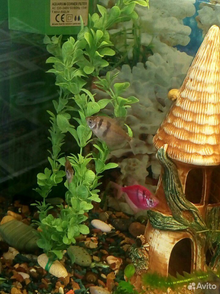 Рыбки южный город