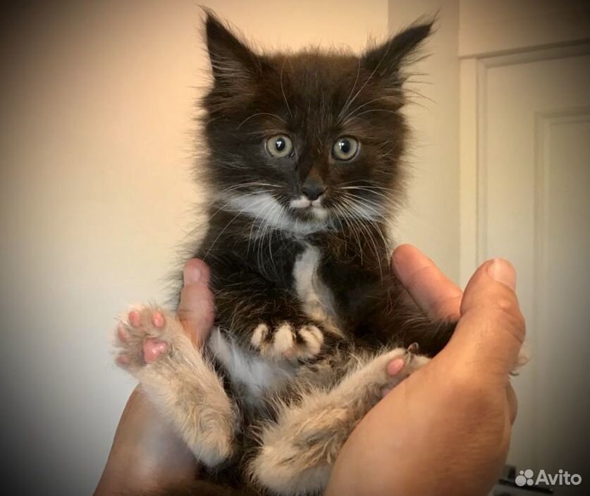 Котенок-интеллигент в добрую семью