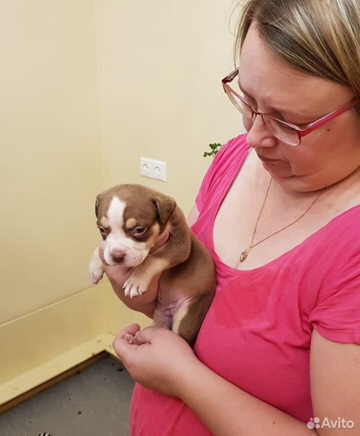 Американский Булли девочка шоколадка 1 месяц
