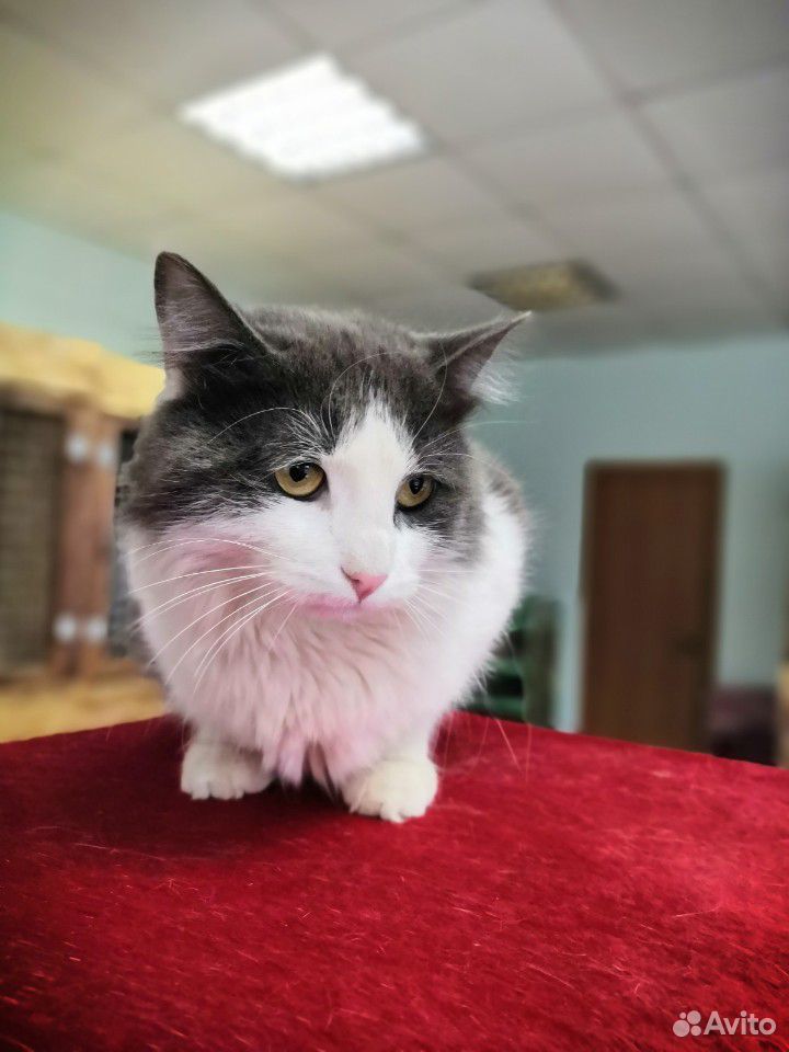 В добрые рук