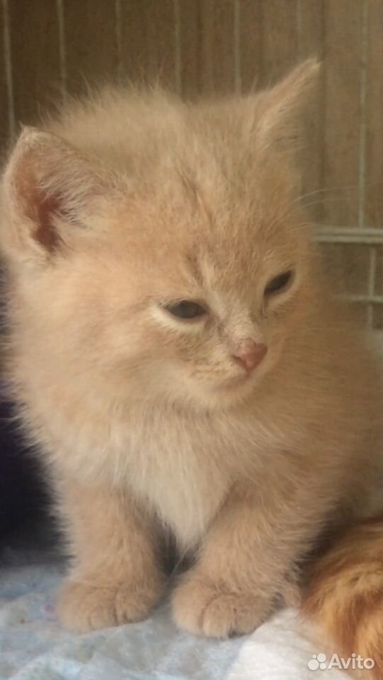 Котёнок для интроверта