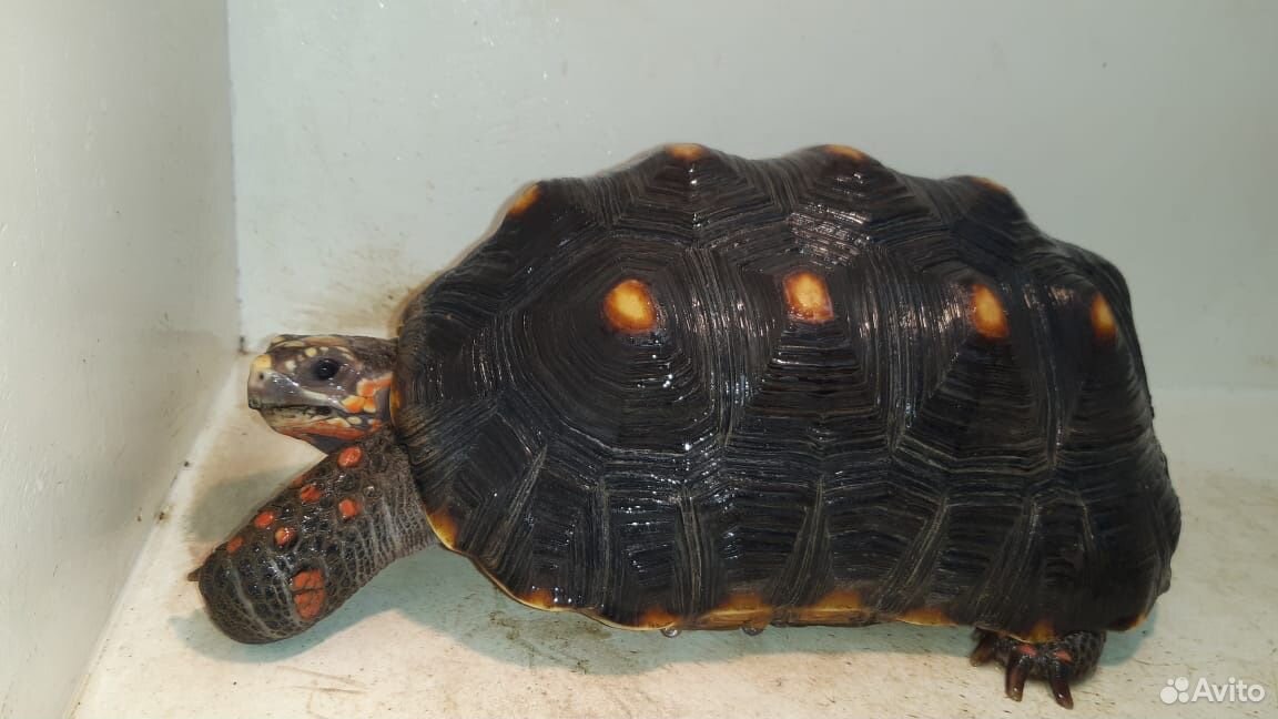 Черепаха