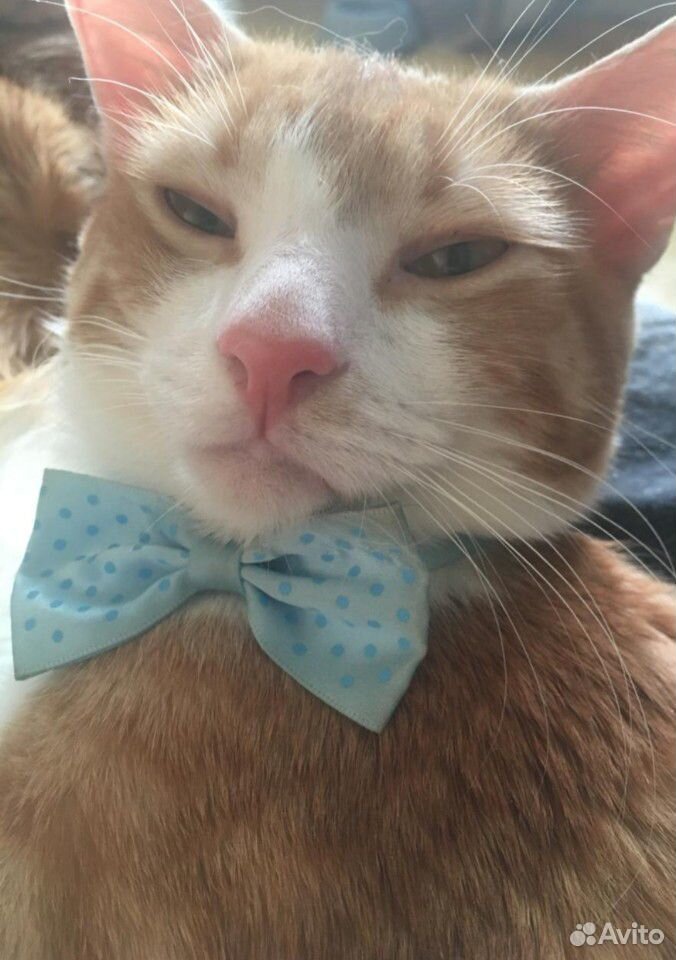 Рыжий котик Санни в дар