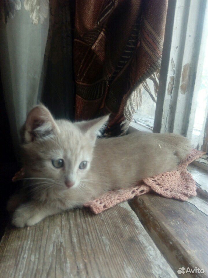 Котёнок в добрые руки