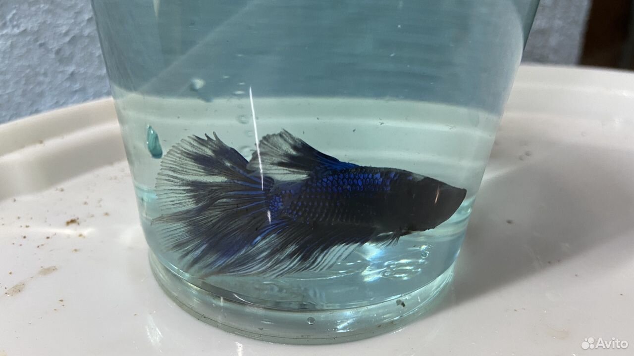 Петушок супердельта черно-синий снежный хвост