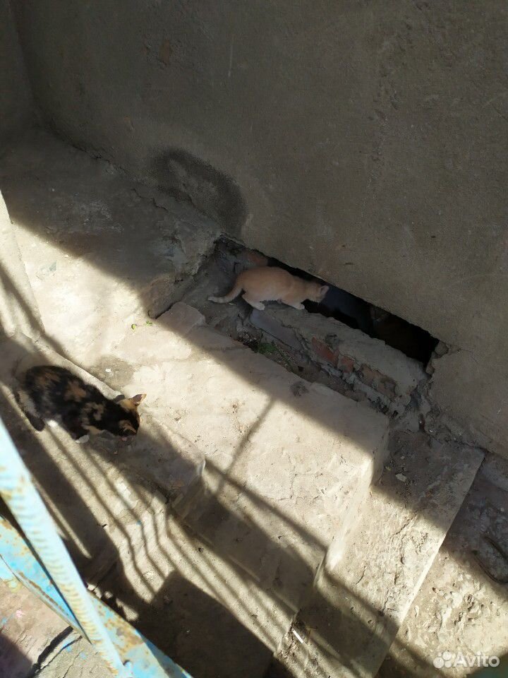 Котята