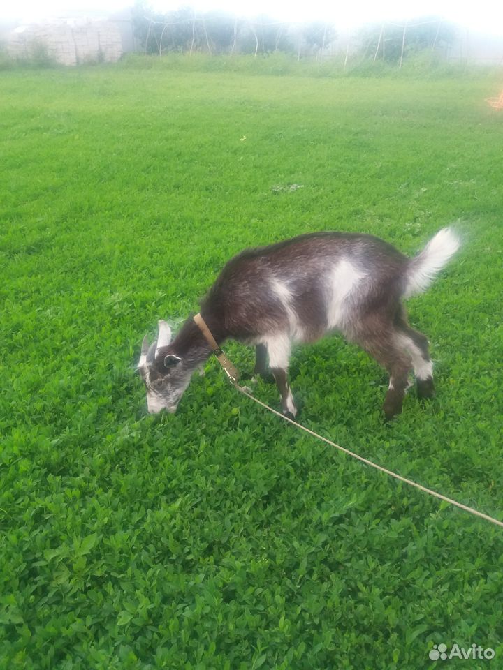 Продам козу