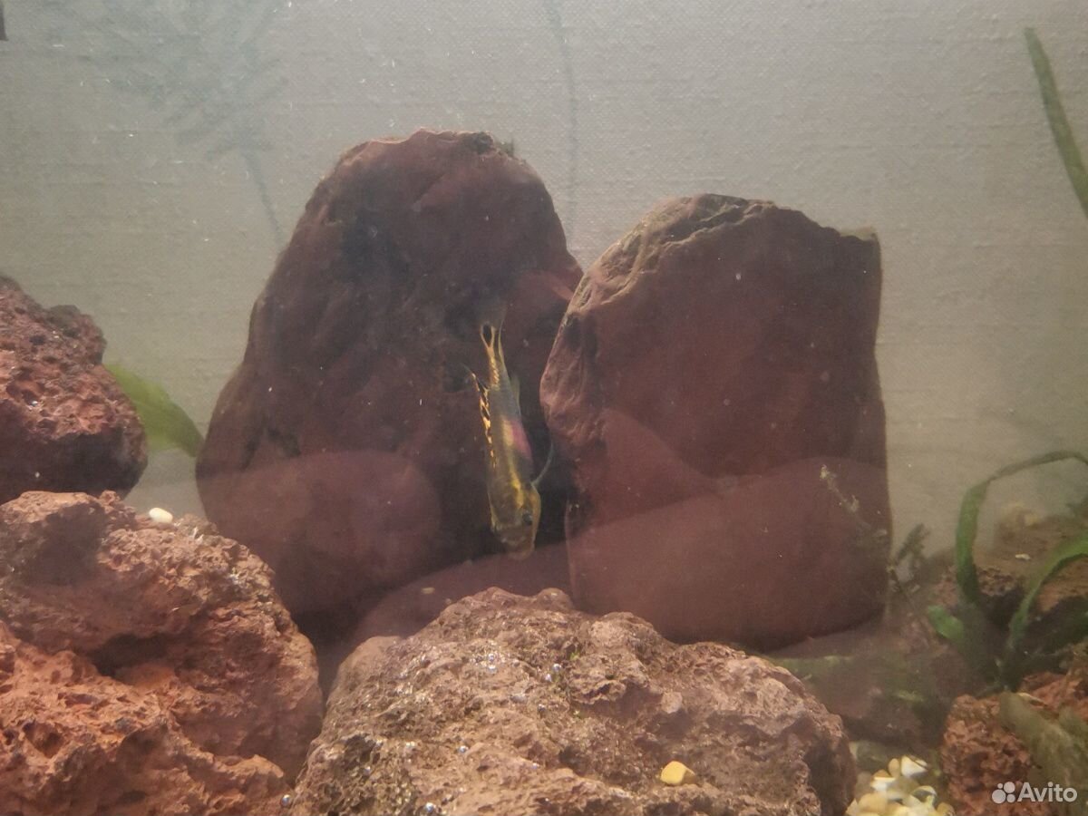 Рыбки попугайчики