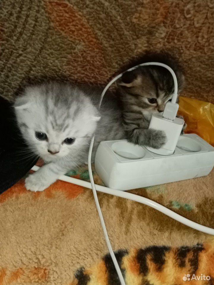 Шотландцы-вислоушки