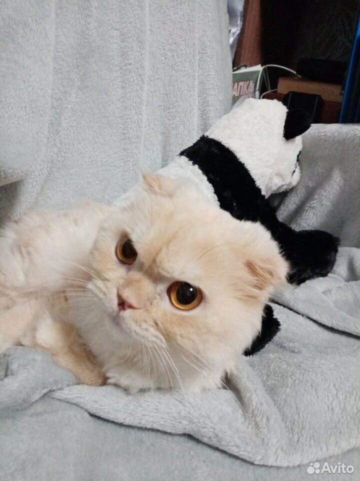 Кошку в добрые, любящие руки