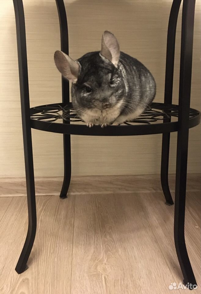 Шиншилла в добрые руки