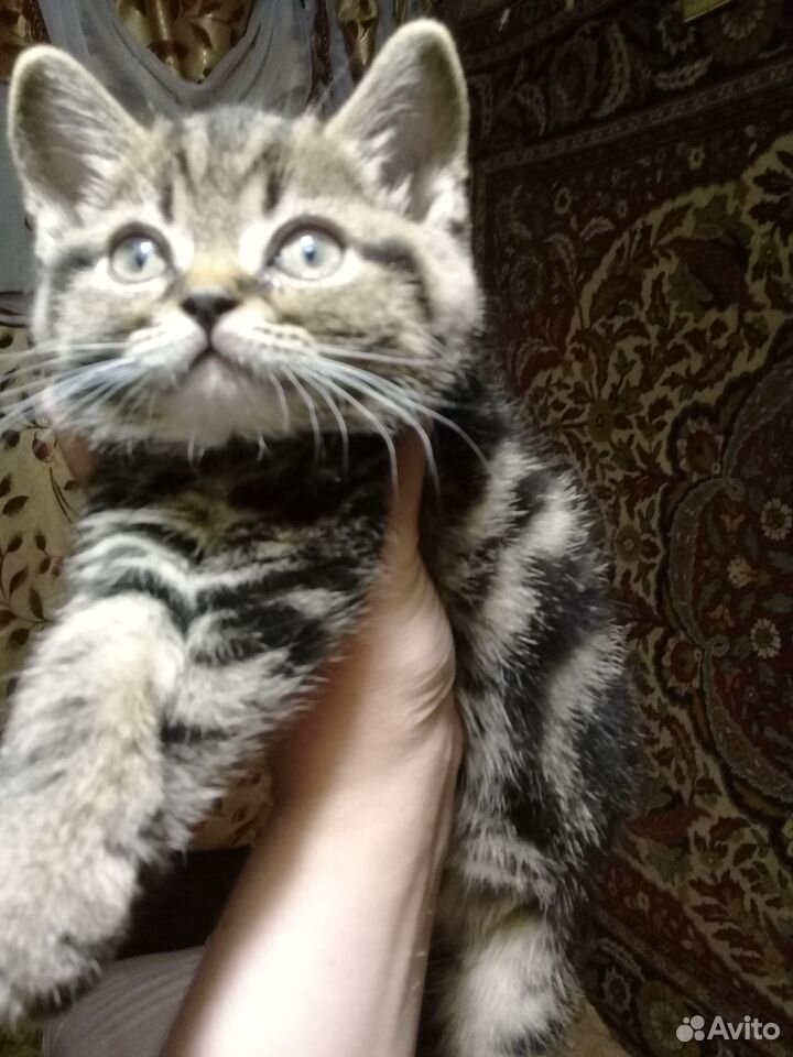 Шотланская красивая кошечка