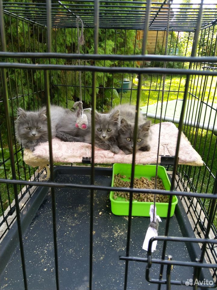 Котята найденыши