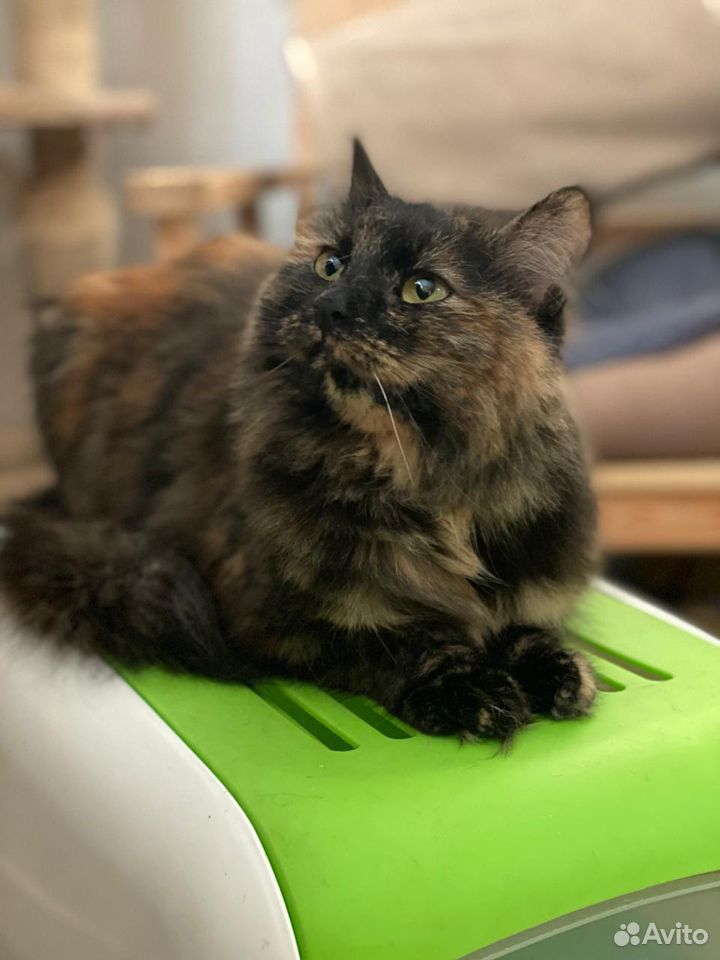 Трех цветная кошка