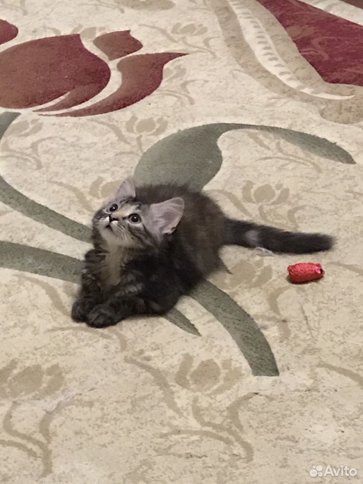 Кошка Боня(возраст около месяца)